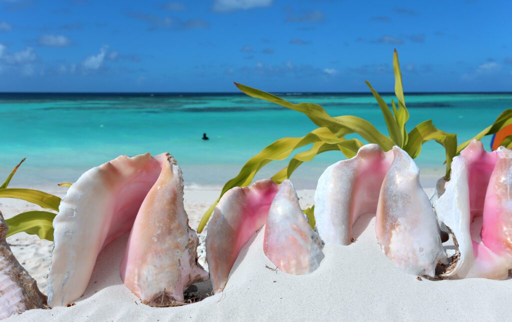 British Virgin Islands Yacht Charter Vacation